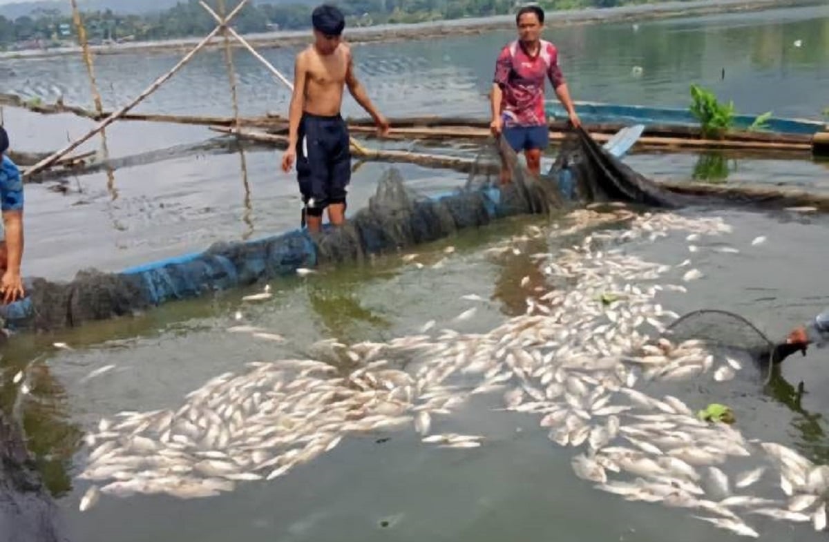 Fish kill in Lake Sebu blamed on habagat