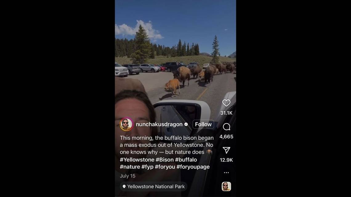 Are animals leaving Yellowstone National Park in ‘mass exodus'? NPS ...