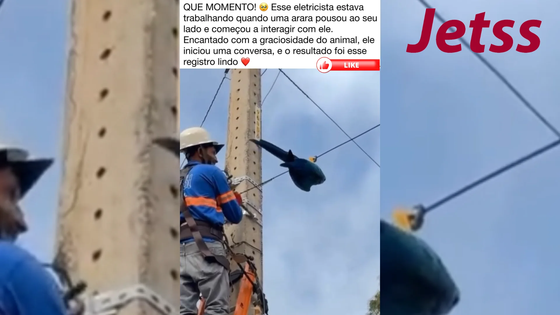 Eletricista é surpreendido por arara que pousa ao seu lado e começa a ...