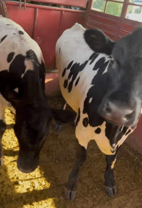 ‘Cowboy-type duties’: Allen County Sheriff’s Department helps catch ...