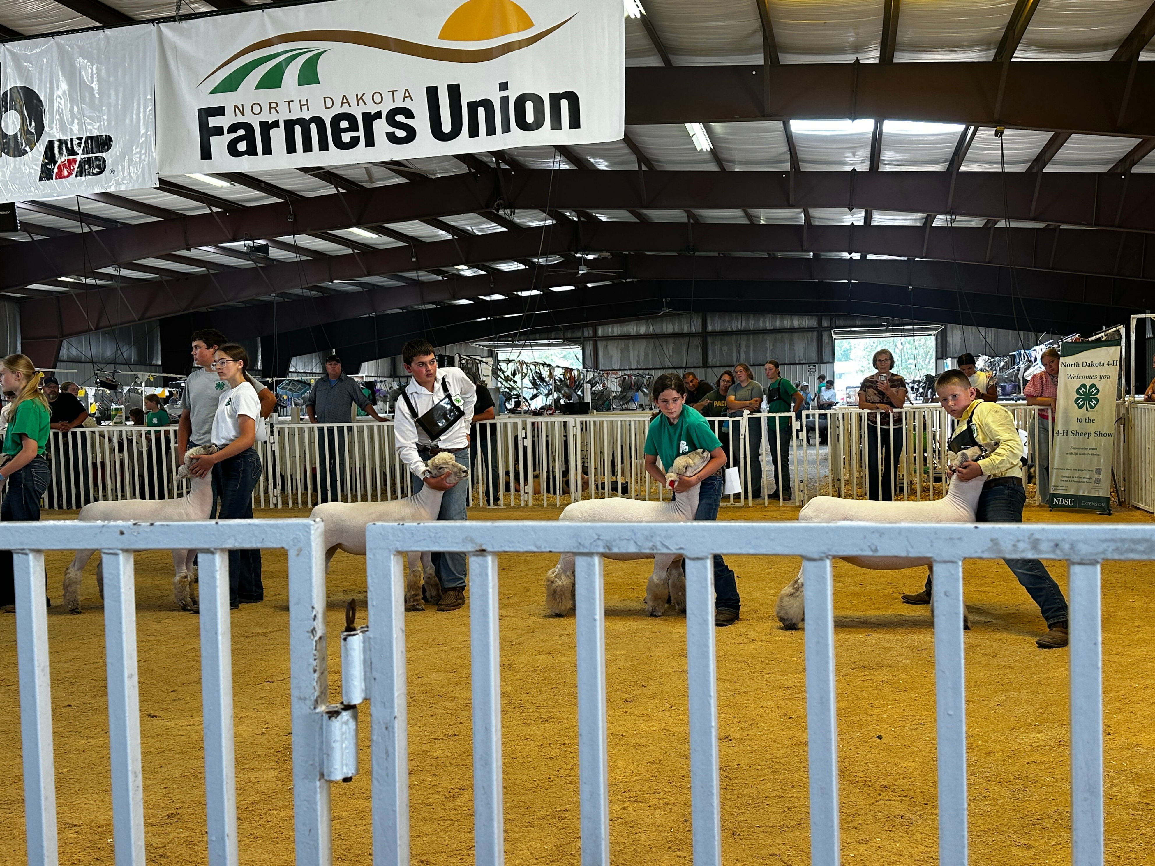 Exhibitors participate in 4H sheep show at ND State Fair
