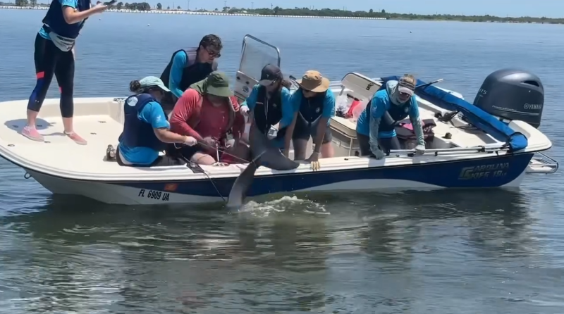 WATCH: Mother dolphin rescued after getting tangled in crab trap lines ...