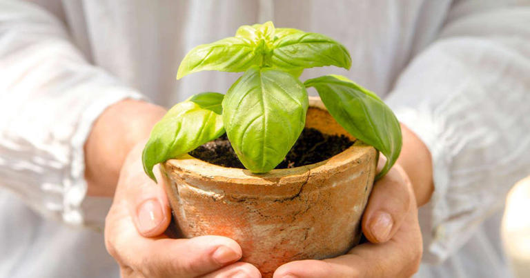 Variedades de albahaca: tipos, diferencias, usos y cultivo esencial