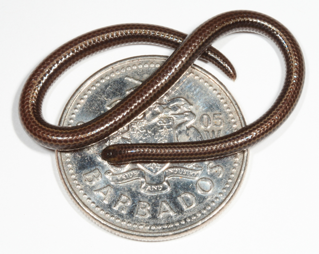 World’s smallest snake rediscovered in Barbados