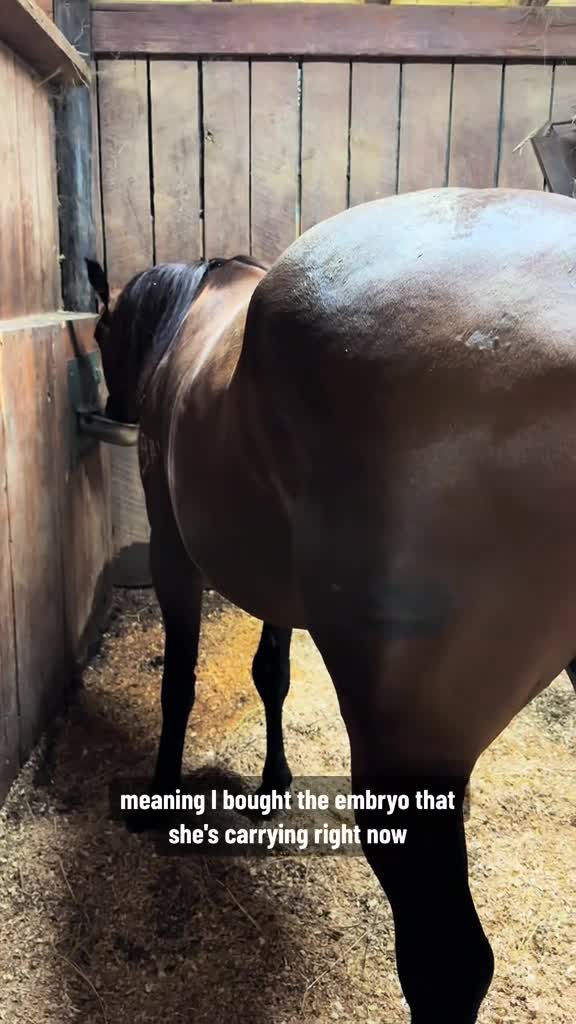 Meet My New Thoroughbred Mare—And the Surprise She's Carrying!