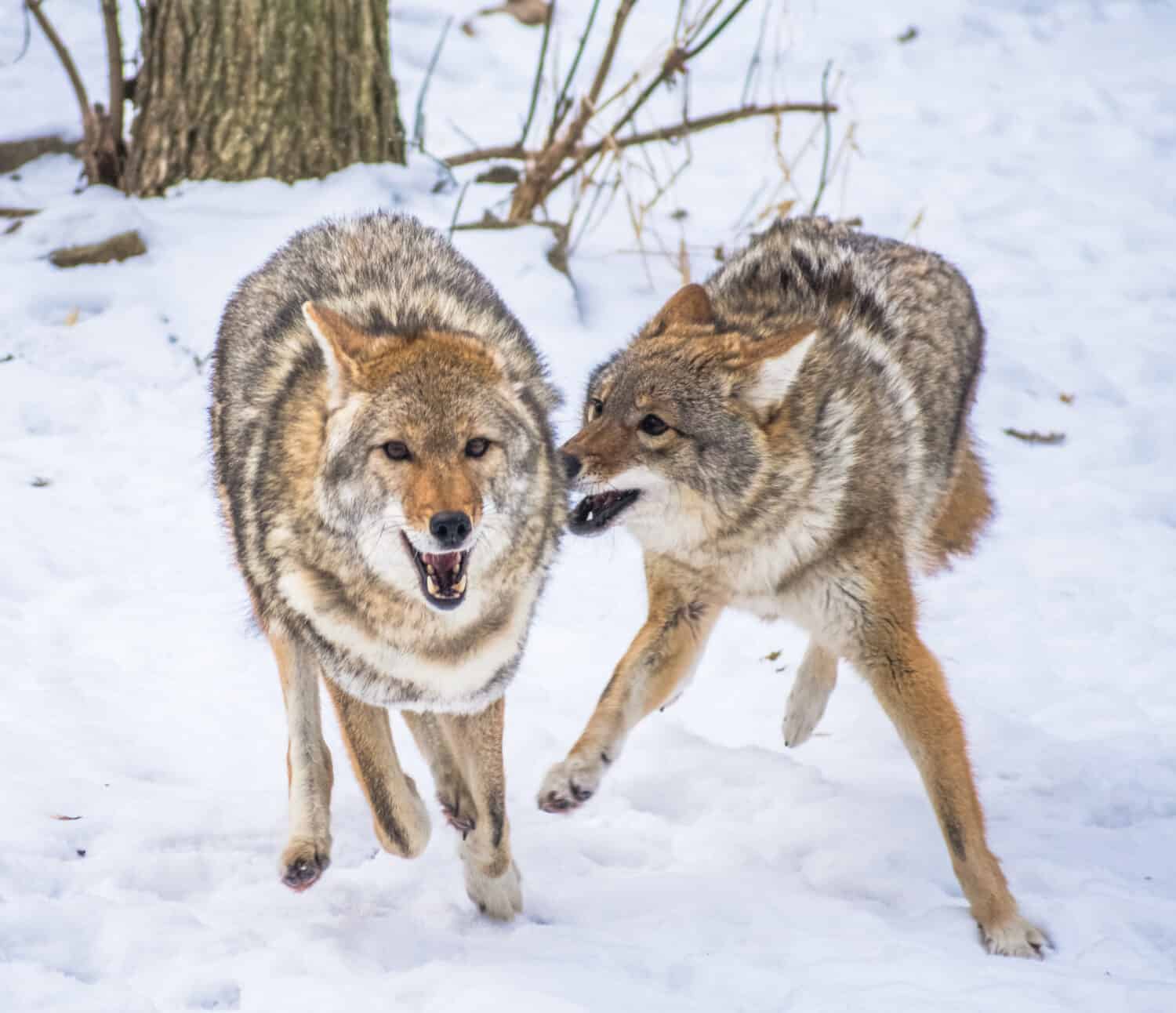 Seasonal shifts: Why coyotes are suddenly more visible