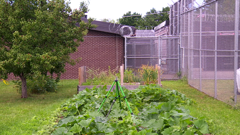 A garden right in their backyard, a Tompkins County prison gives ...