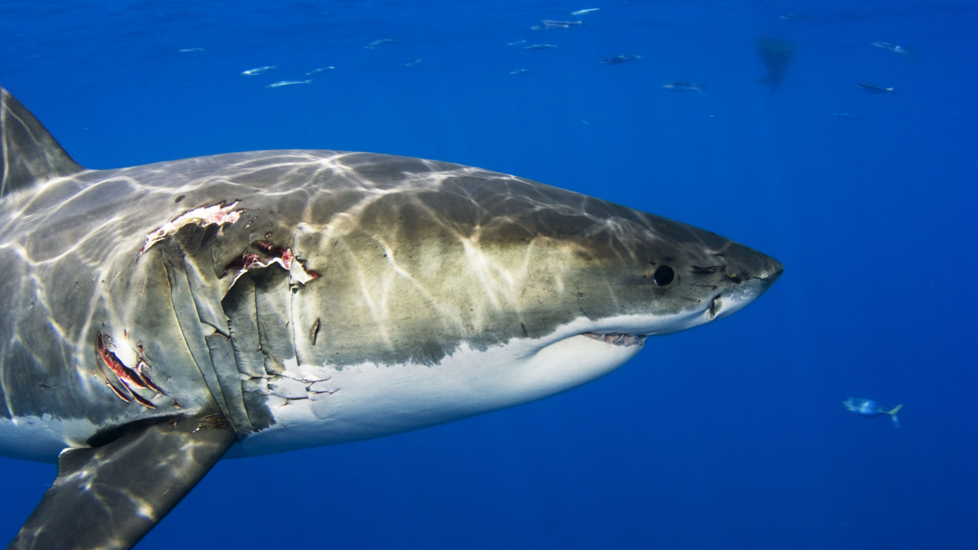 Massive 1,653-Pound Great White Shark Spotted Near Nantucket