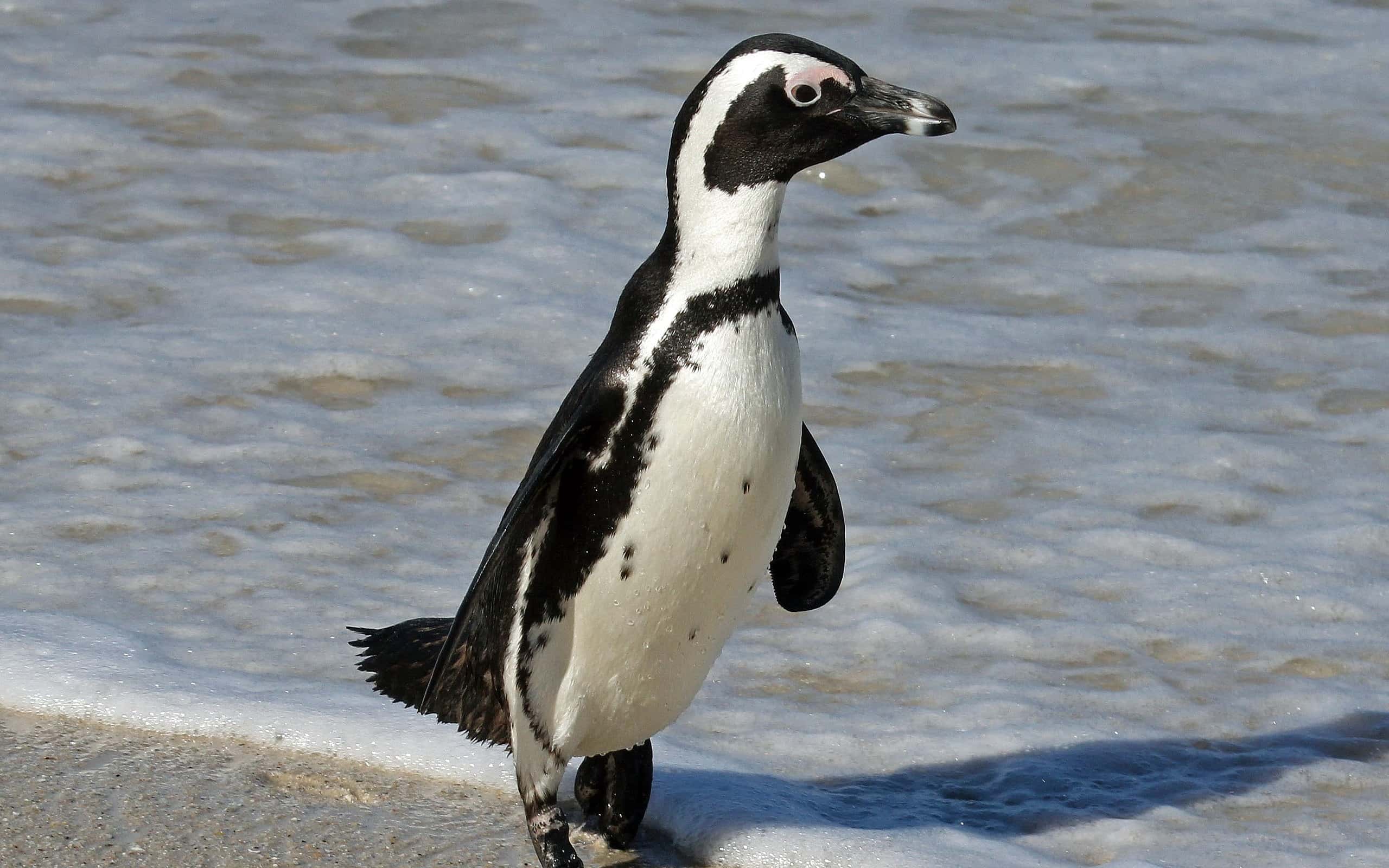 30 Fascinating Penguin Facts for Animal Lovers