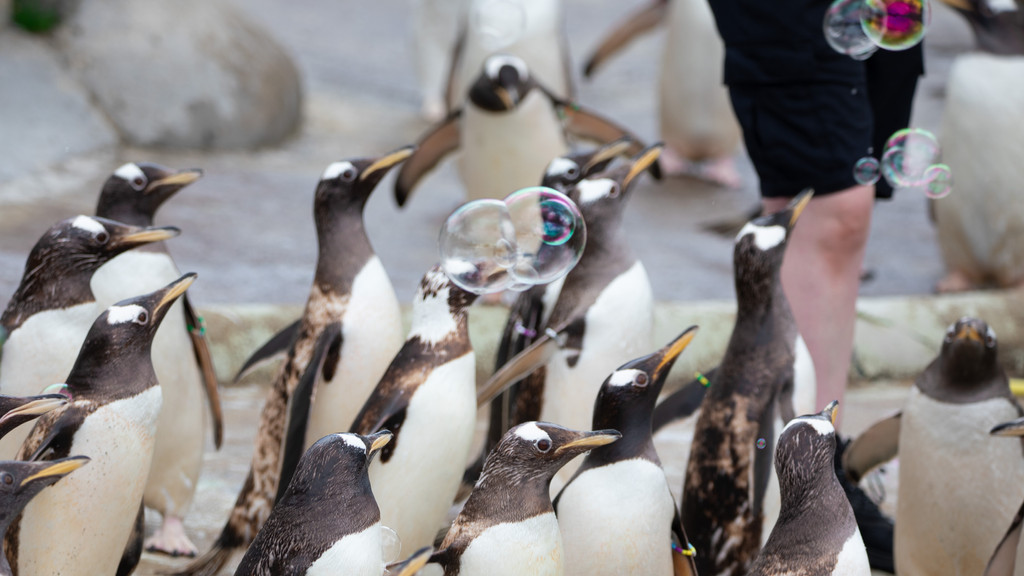 Ice Forever Blowing Bubbles! Penguins Have Bubbly Day At Edinburgh Zoo