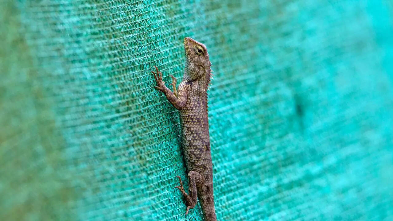 8 types of lizards found across India and how they survive