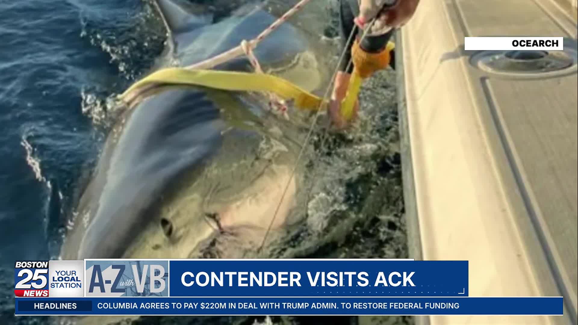 Massive 14-foot 1,600-pound great white shark emerges in water off ...