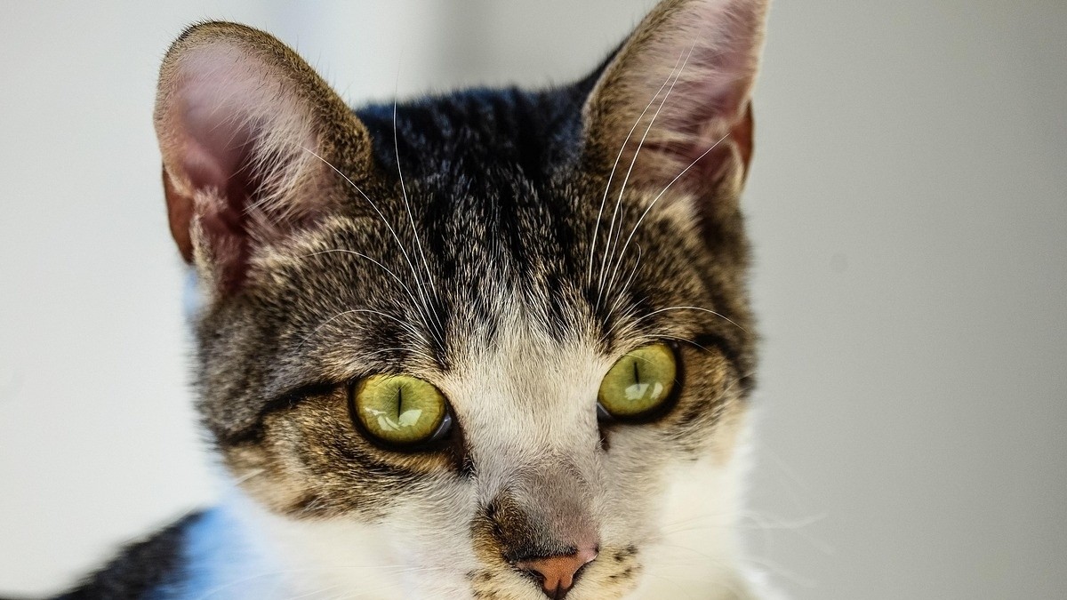 Is your cat bored? These 8 simple ideas will help you get them active ...
