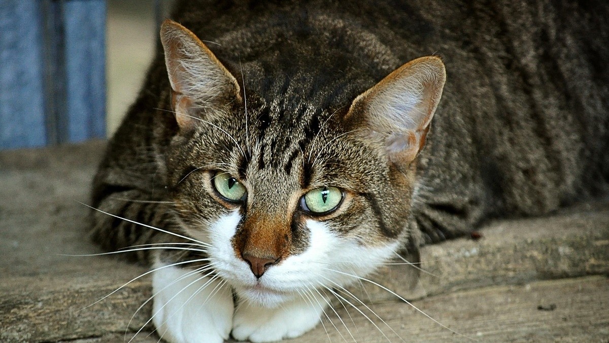 Is your cat bored? These 8 simple ideas will help you get them active ...