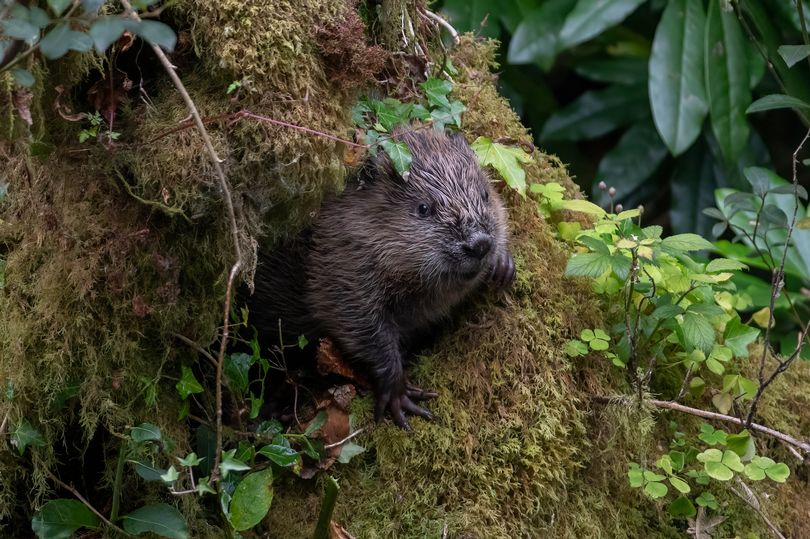 Adorable footage of baby beaver nuzzling mum in Cornwall rewilding project