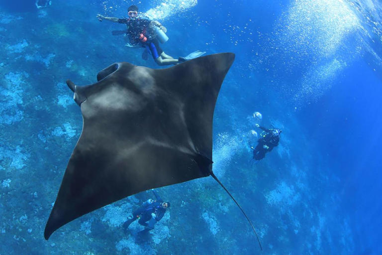 ‘Cryptic' 7-foot-long sea creature found on beach in Florida. It's a ...