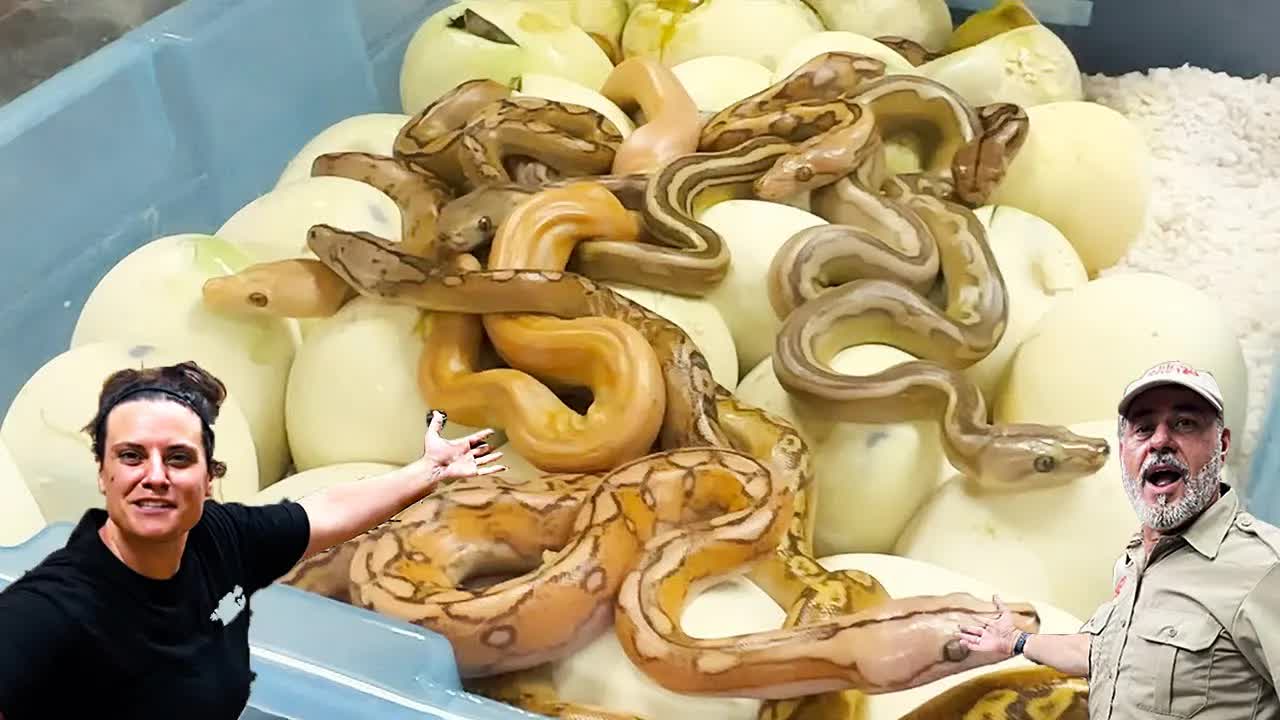 BABY RETICULATED PYTHONS