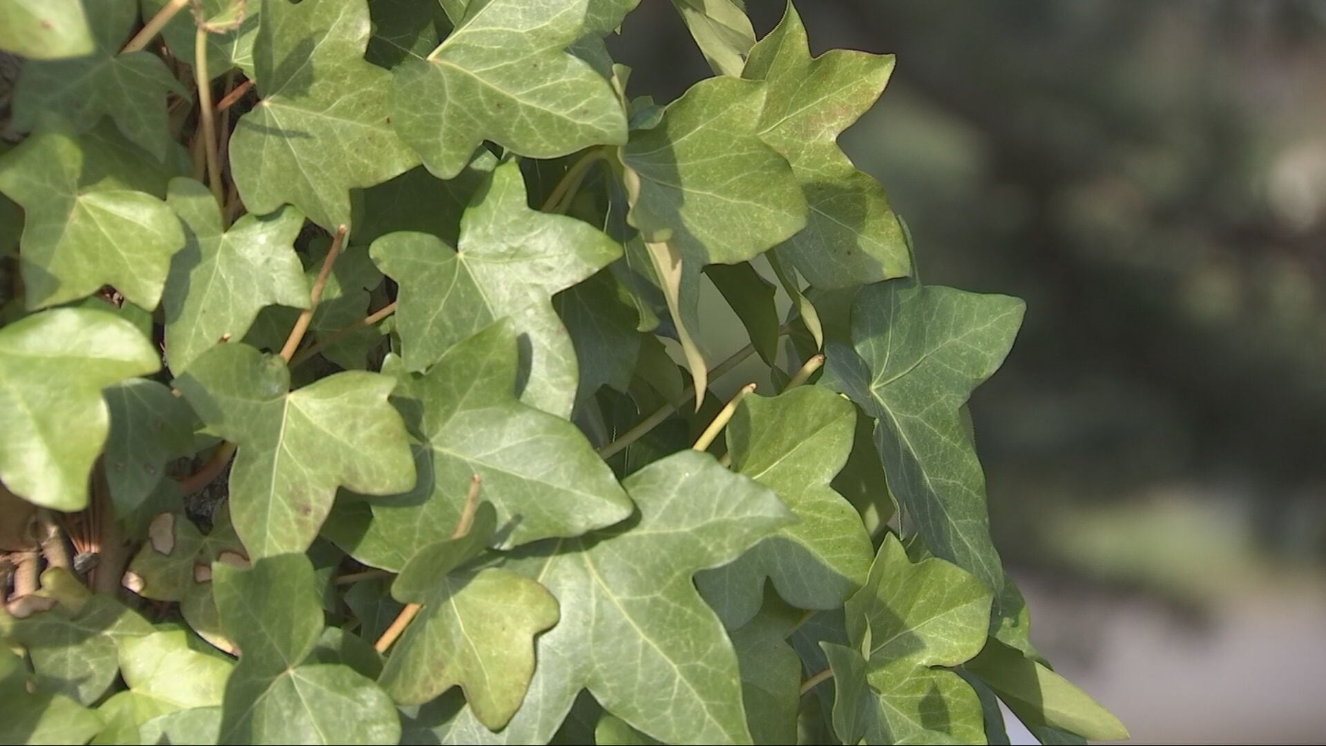 Two types of ivy now banned to sell in Washington