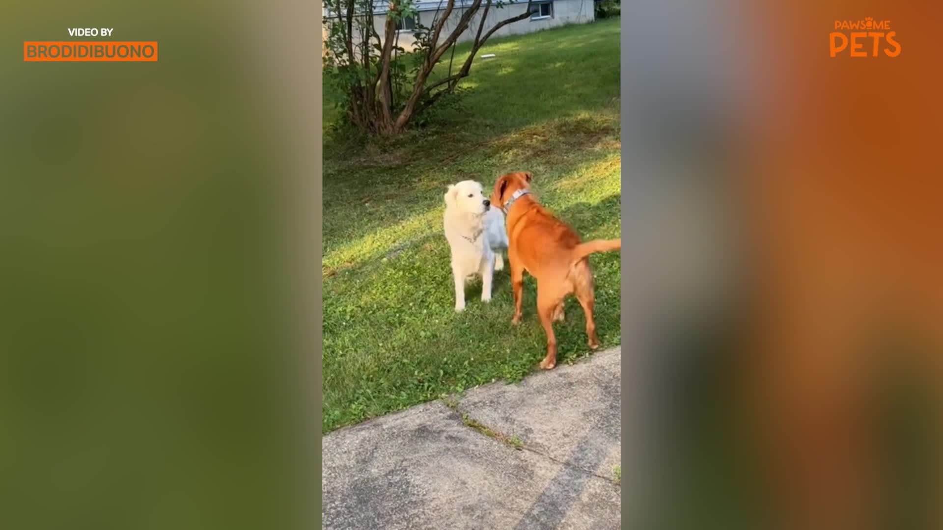 Neighbourhood Dogs Have Daily Playdates