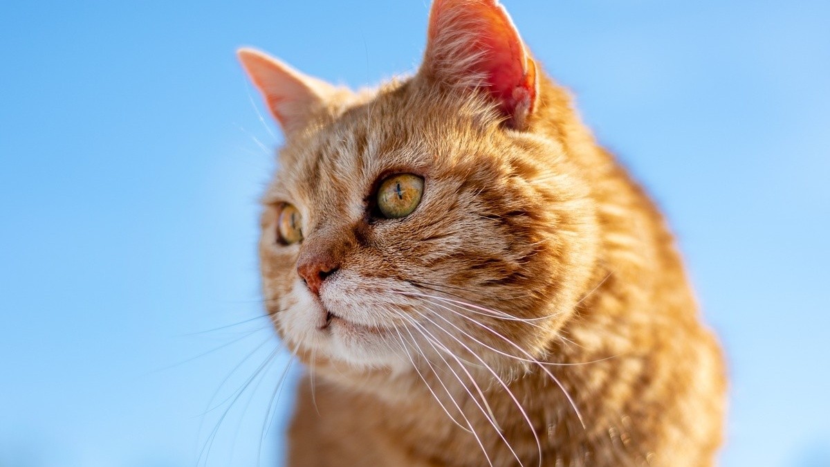 Is your cat bored? These 8 simple ideas will help you get them active ...