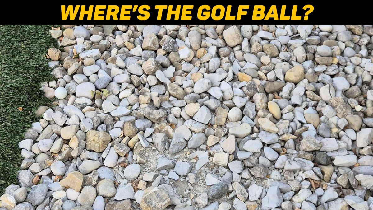 You have sniper eyes if you can find the golf ball in 5 seconds!