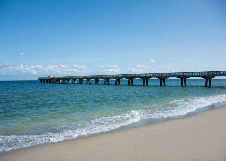 ‘Cryptic' 7-foot-long sea creature found on beach in Florida. It's a ...