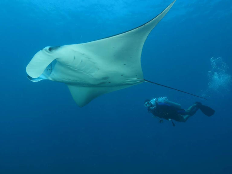 ‘Cryptic' 7-foot-long sea creature found on beach in Florida. It's a ...