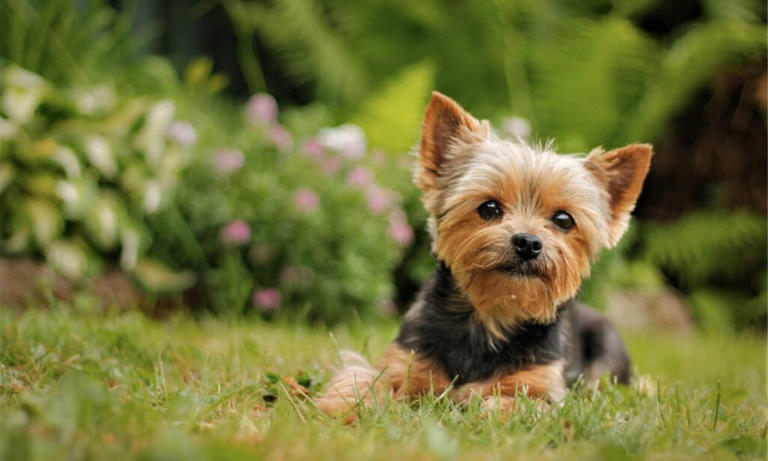 The 7 Types of Yorkie Breeds and How to Choose the Best One