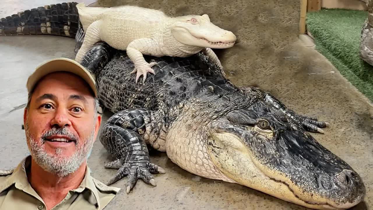 coconut gets a spa day and meets darth gator