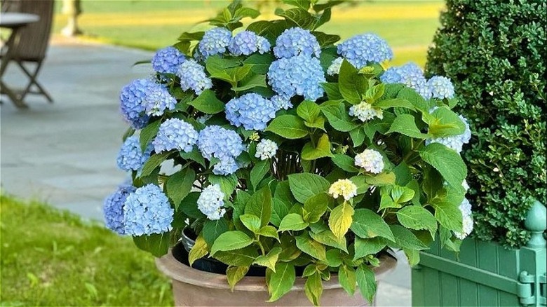 The Best Blue Hydrangea Varieties To Have In Your Garden