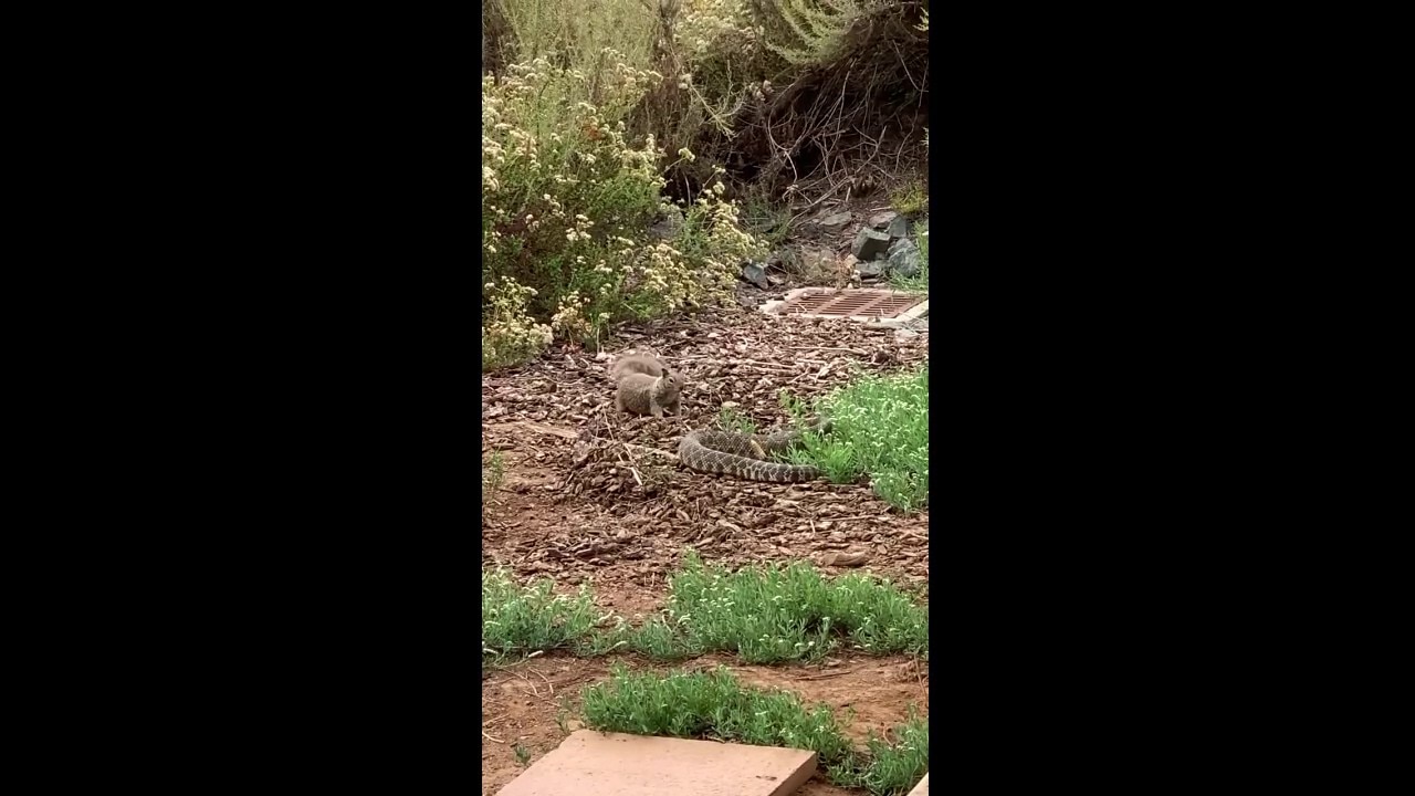 A brave squirrel defends itself against a rattlesnake in California