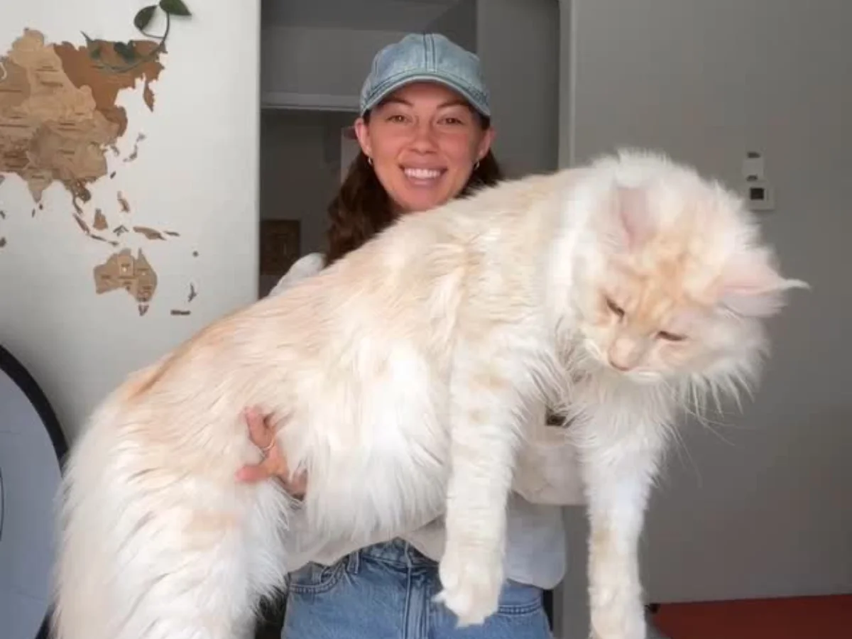 Tutora registra evolução de seu gato ao longo de um ano e tamanho do ...