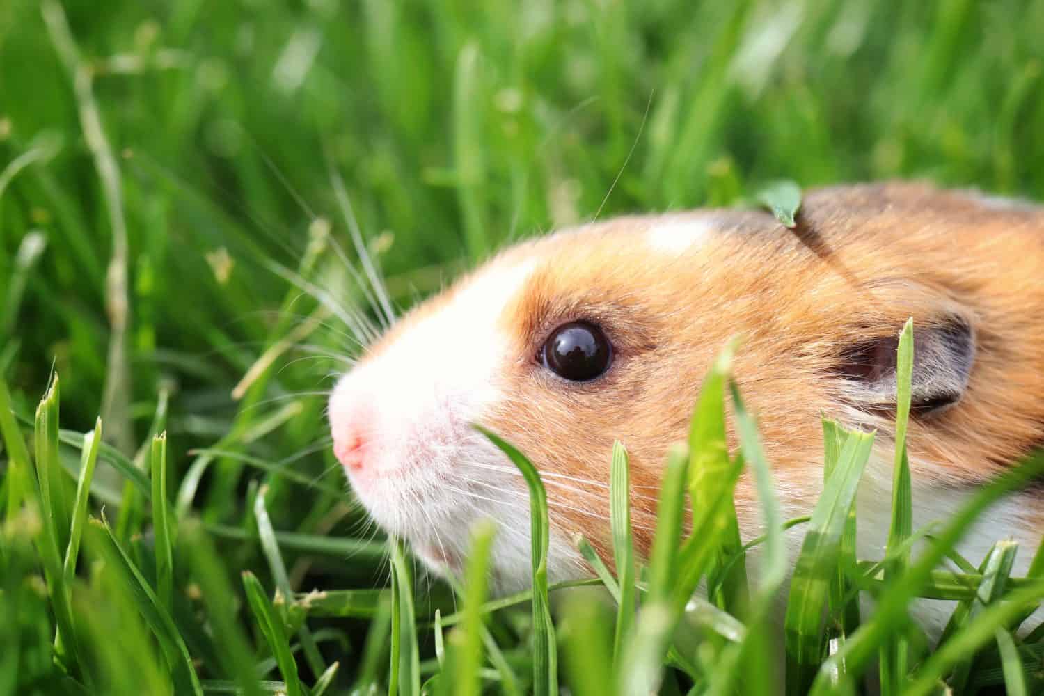 The 21 Most Independent Pets You Can Own
