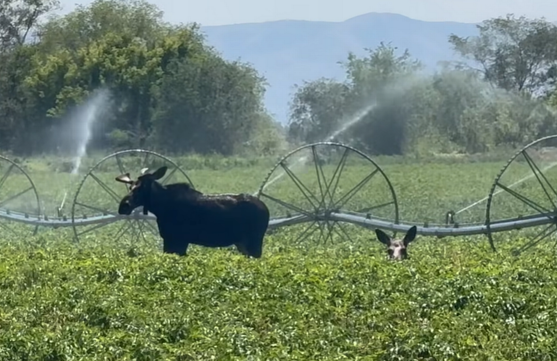 Watch as moose cool off under sprinklers in Idaho. ‘Free dinner and a ...