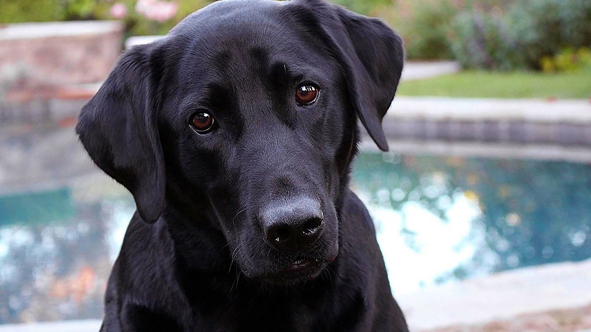 Estas 10 señales revelan si tu perro se siente solo aunque estés en ...
