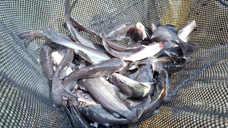 About 10,000 catfish, with the potential to be 70 pounds each, released ...