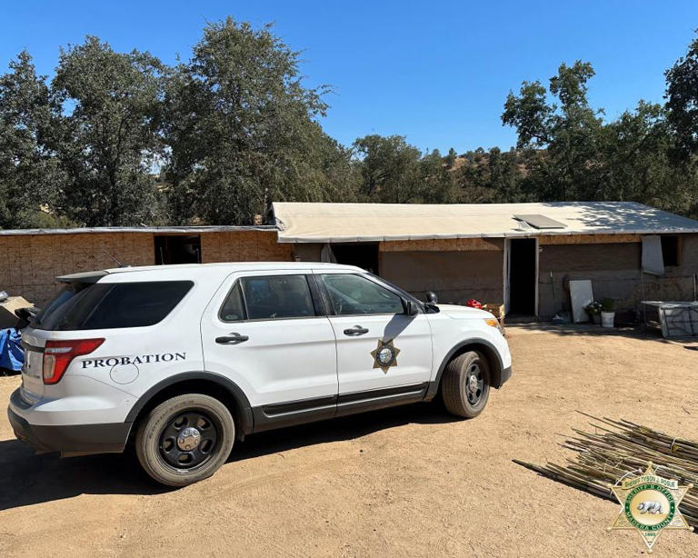 Over 1 600 Illegal Marijuana Plants Found In Madera County Grow Operation