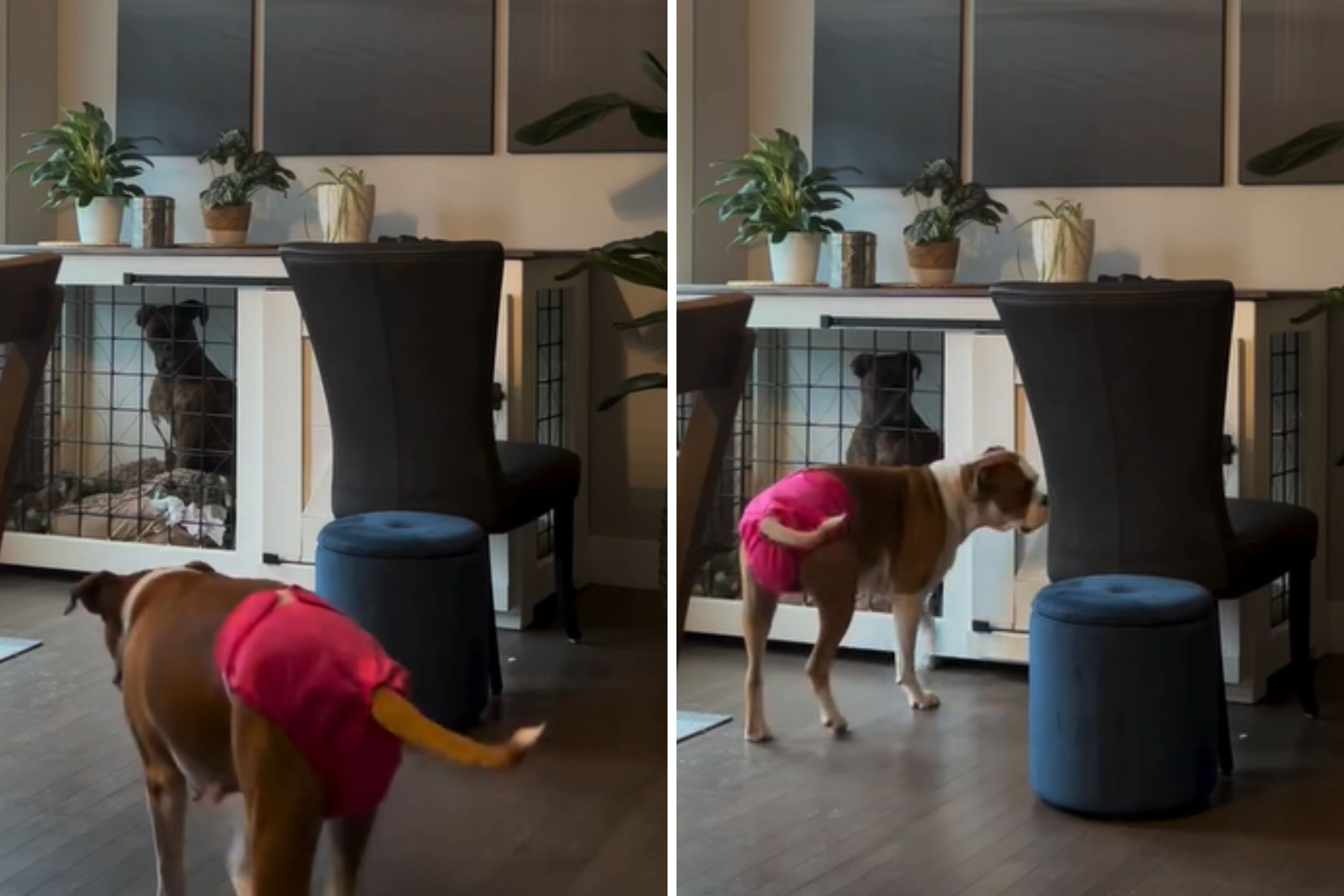 Owner separates dogs for a break—nanny cam captures one not having it
