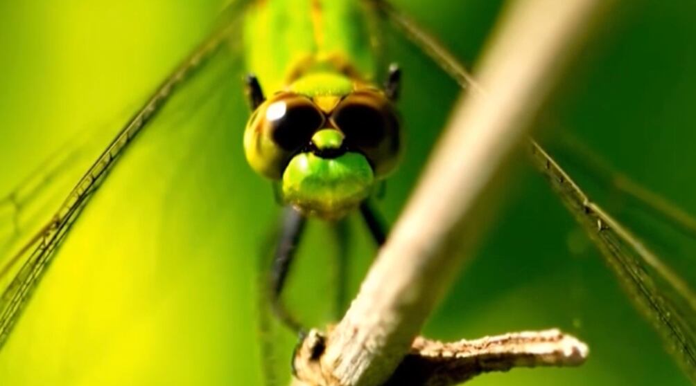 Amazing Why Are There So Many Dragonflies This Year 2023 Images