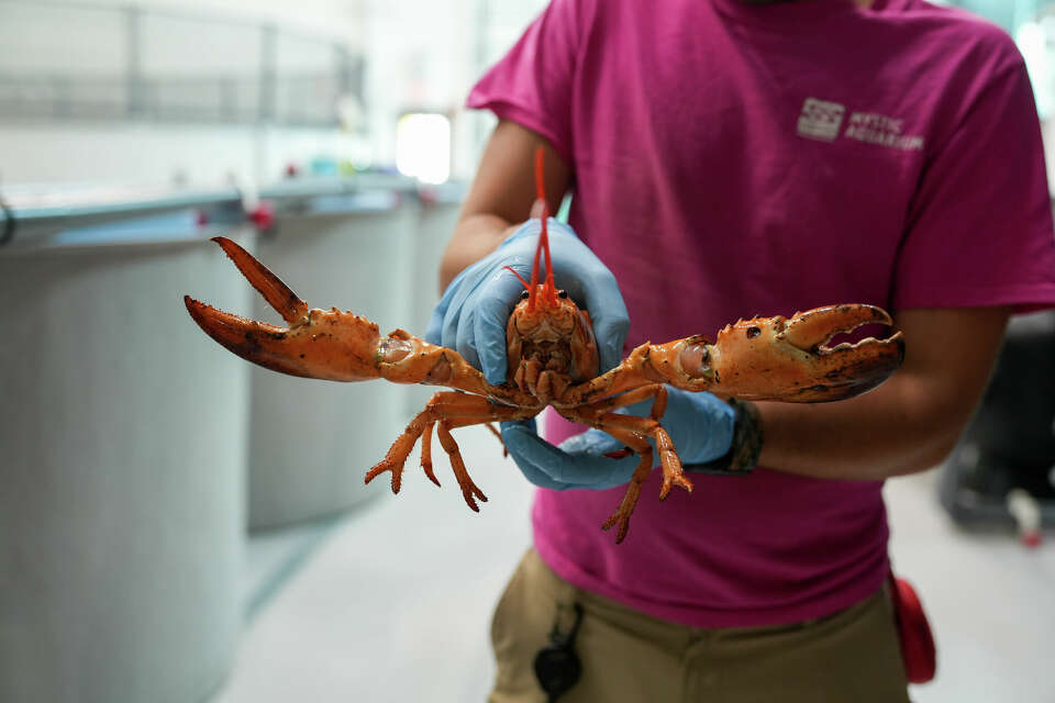 A '1-in-30-million' orange lobster is now on display at CT's Mystic ...