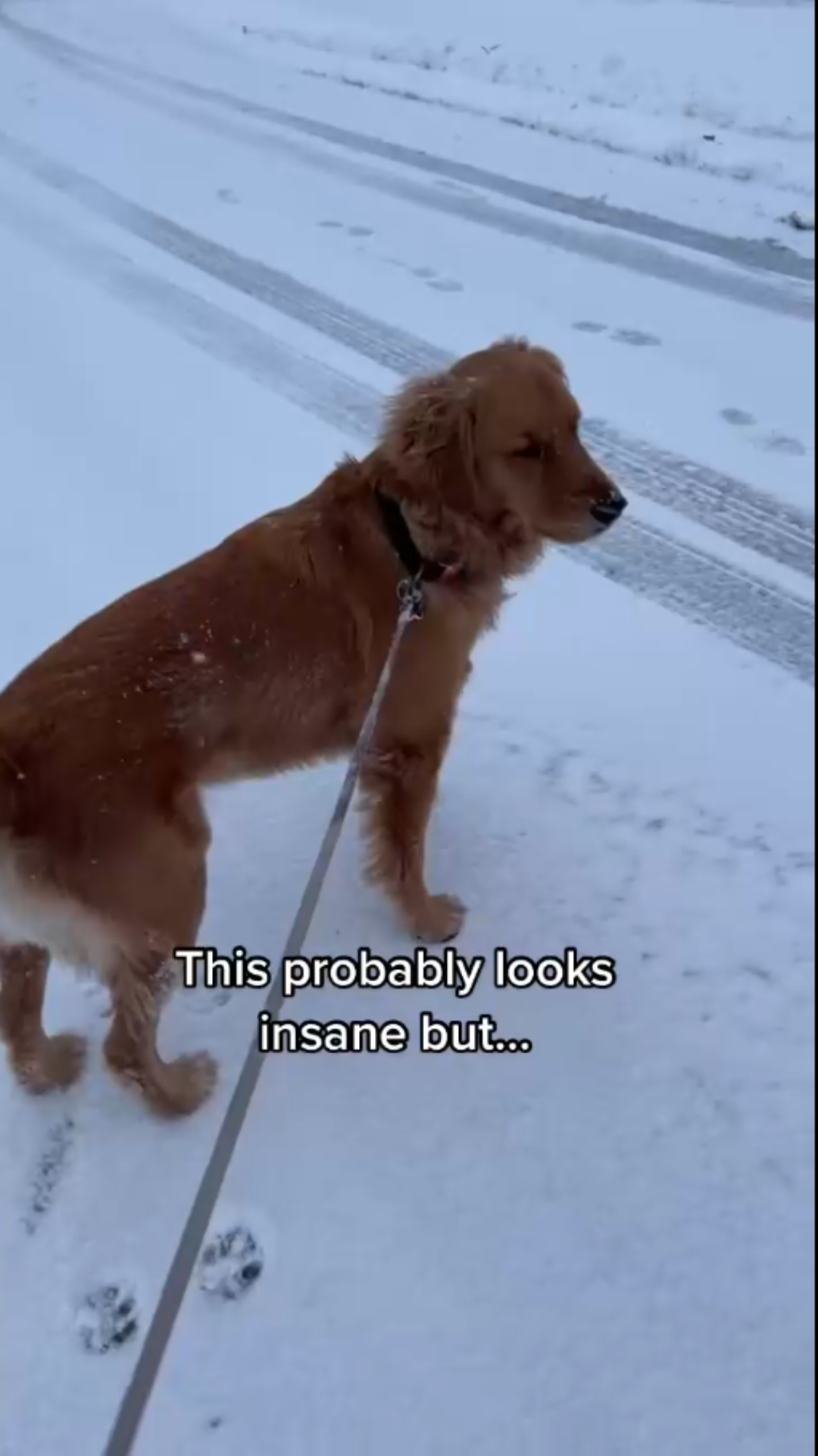 This Viral Dog Hack Will Change Everything