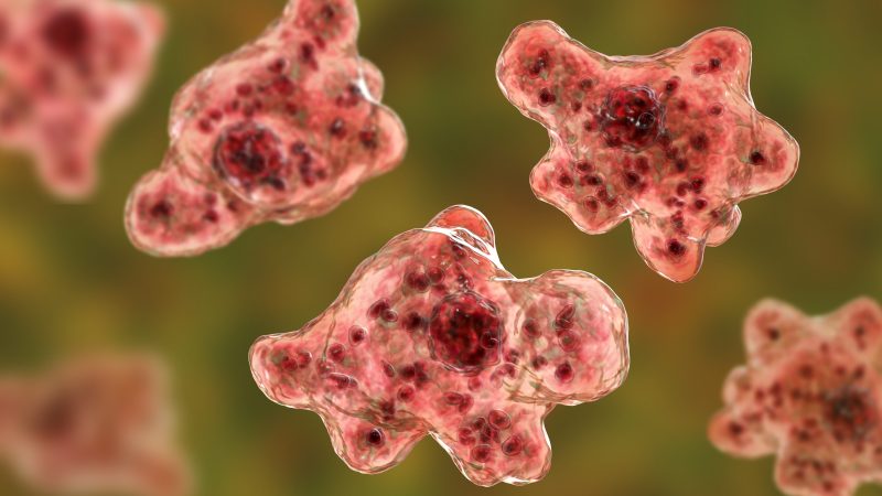 Boy, 12, dies of brain-eating amoeba after swimming in South Carolina ...