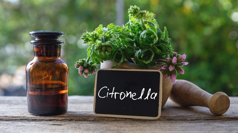 How To Choose And Use The Right Essential Oils To Keep Various Types Of ...
