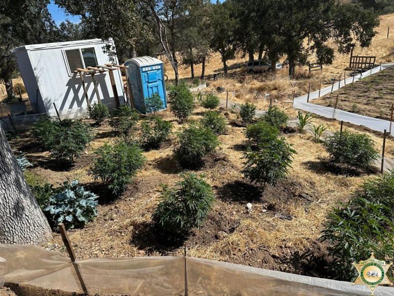 Over 1,600 illegal marijuana plants found in Madera County grow operation