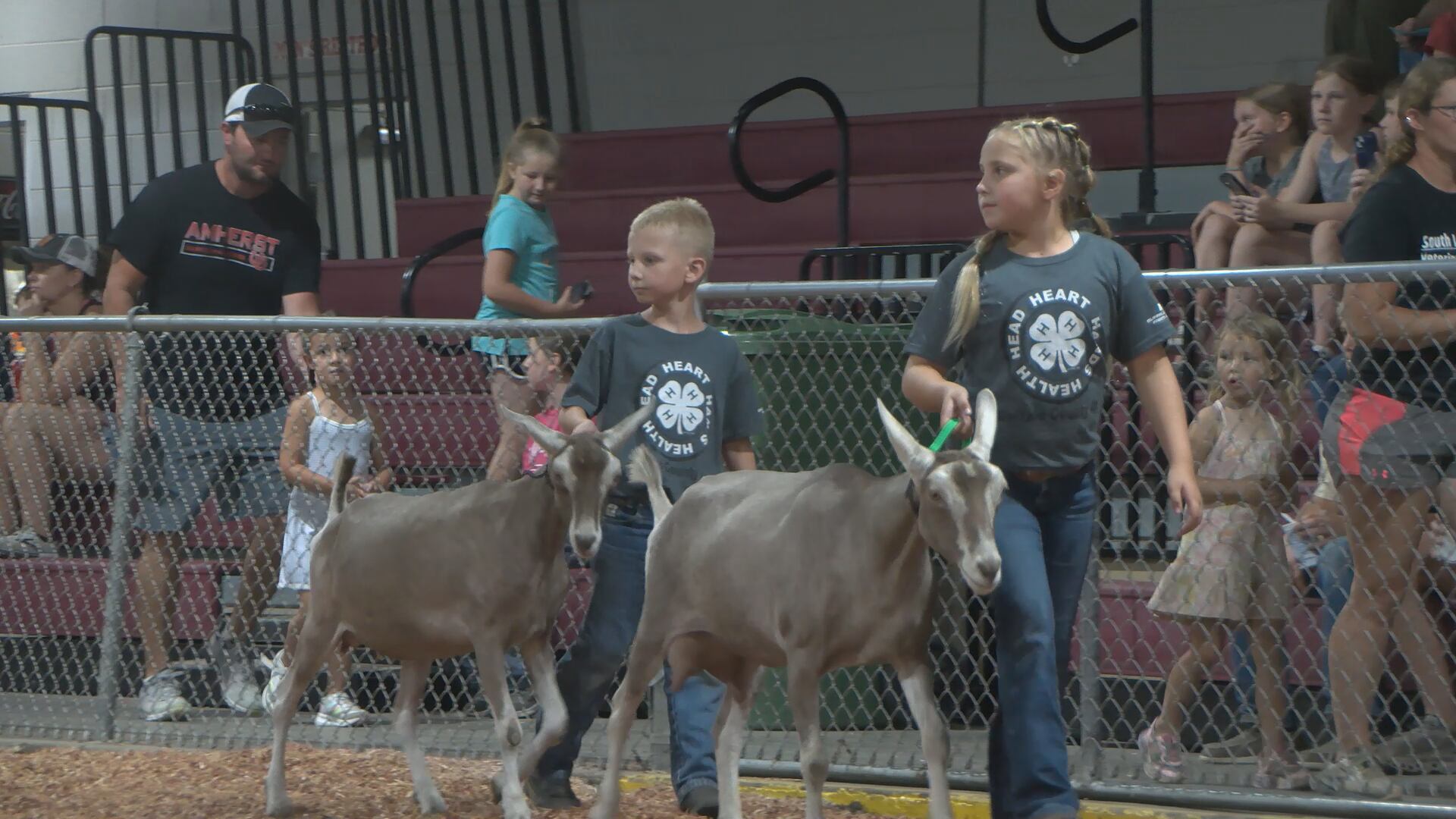 Gibbon siblings show dairy goats at the Buffalo County Fair
