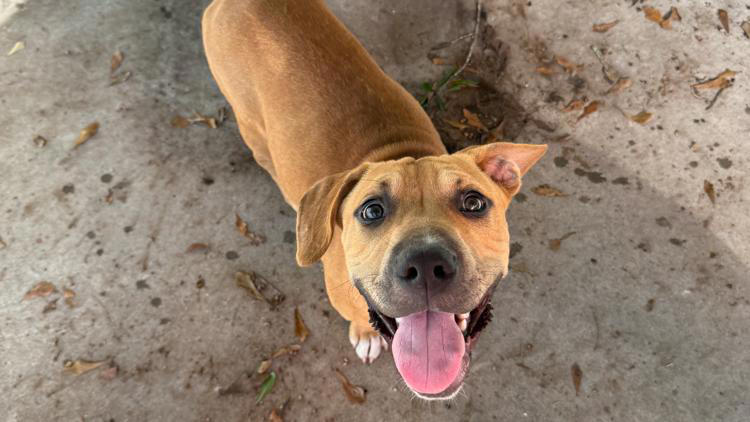 Volunteers scramble to clear entire Anson County animal shelter amid ...