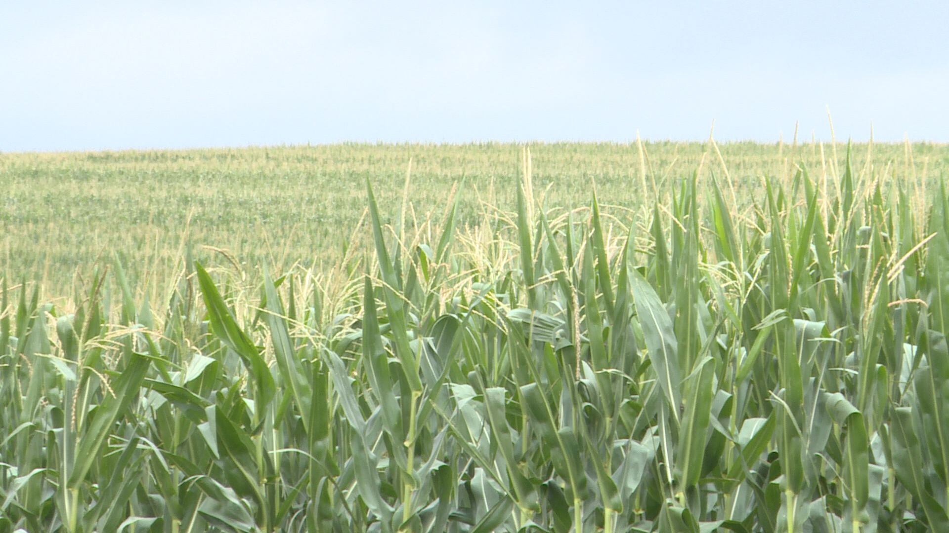 Nebraska Corn Board wants the sweet high fructose corn syrup to keep ...