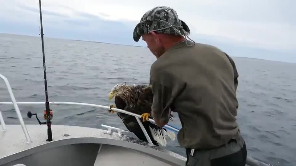 Fishermen Rescue Sea Eagle