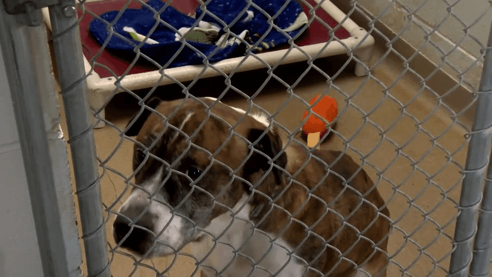 Hancock County seeks third-party management for animal shelter amid ...
