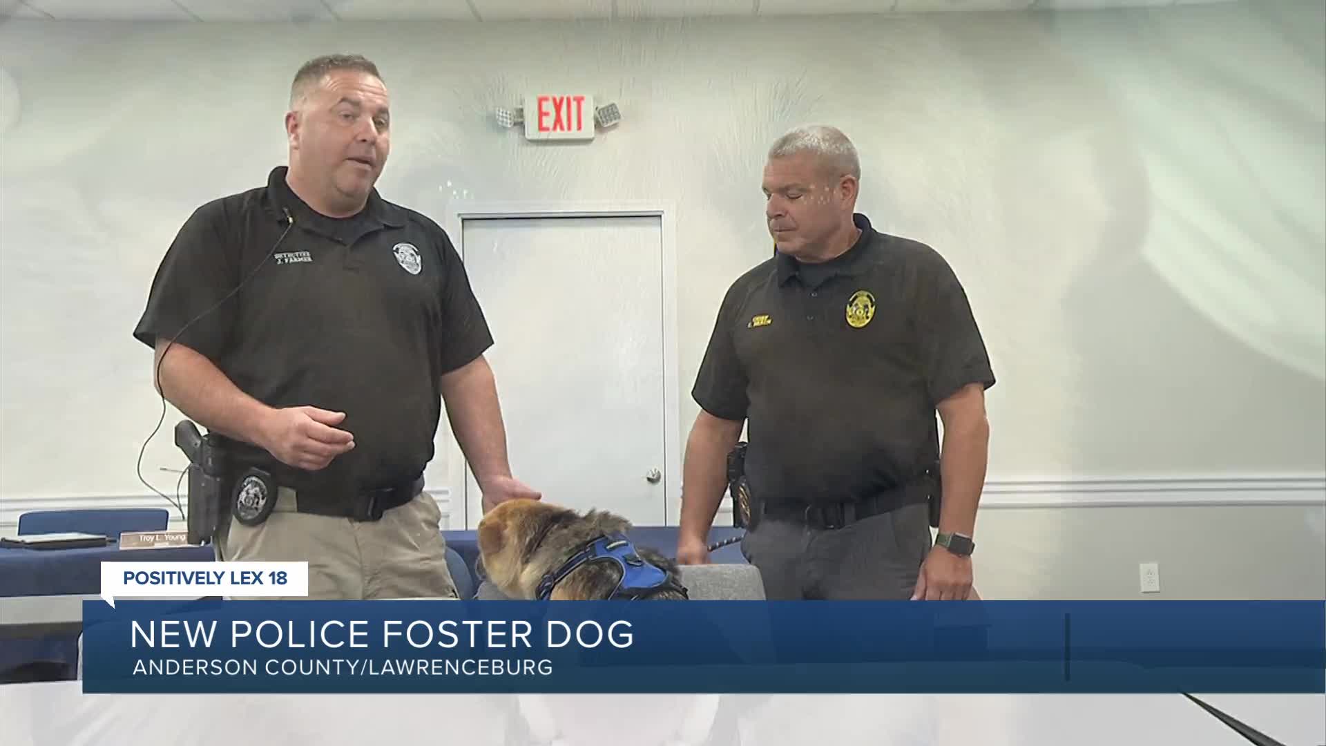 New Police Foster Dog